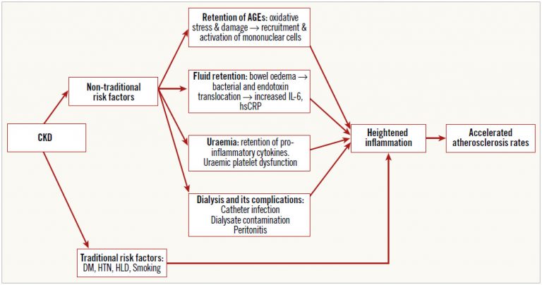 Figure 1. Pathophysiology of accelerated atherosclerosis in CKD. AGEs ...